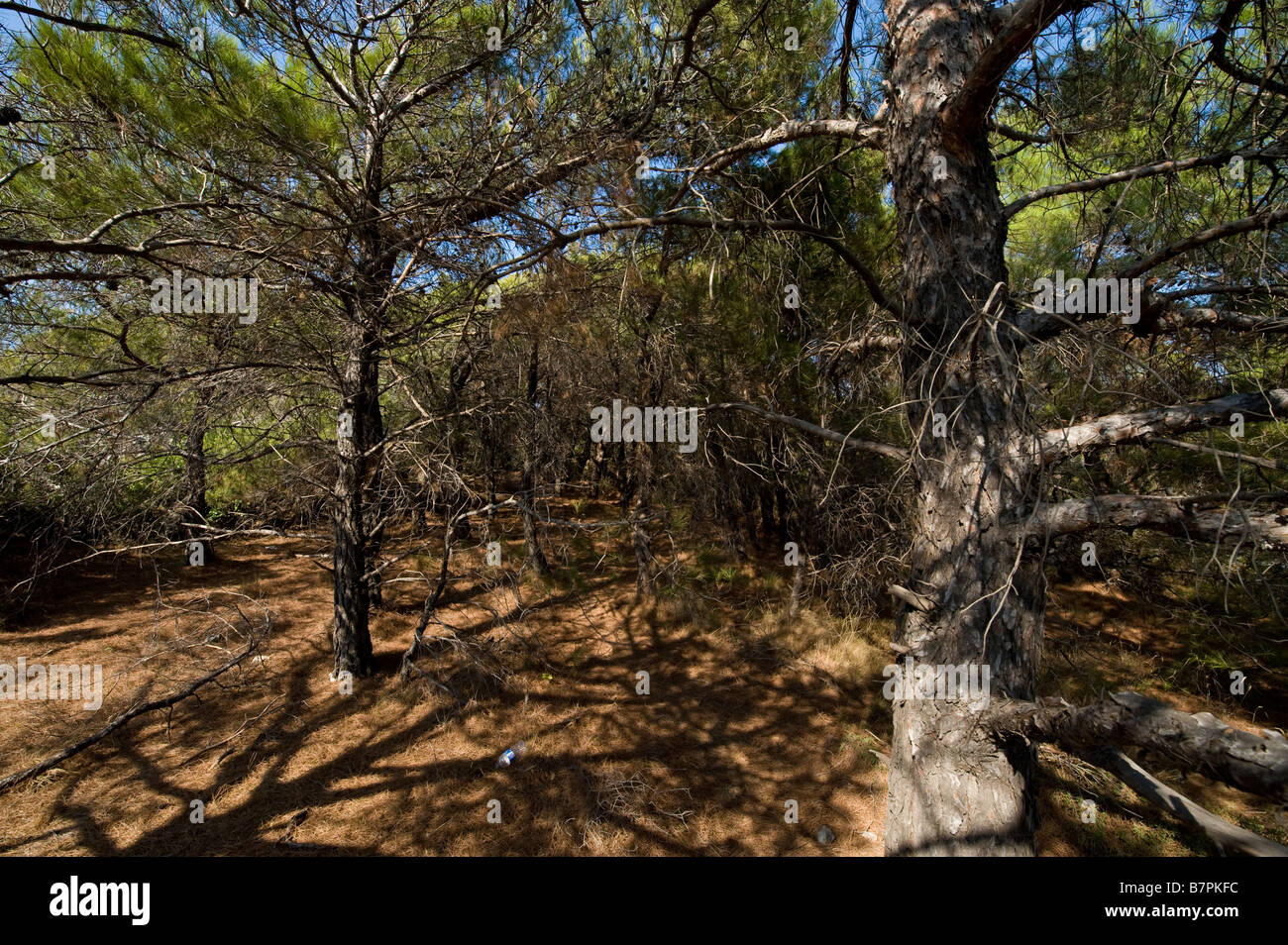 Trees forming light and shadow in a small forest on a greek island ...