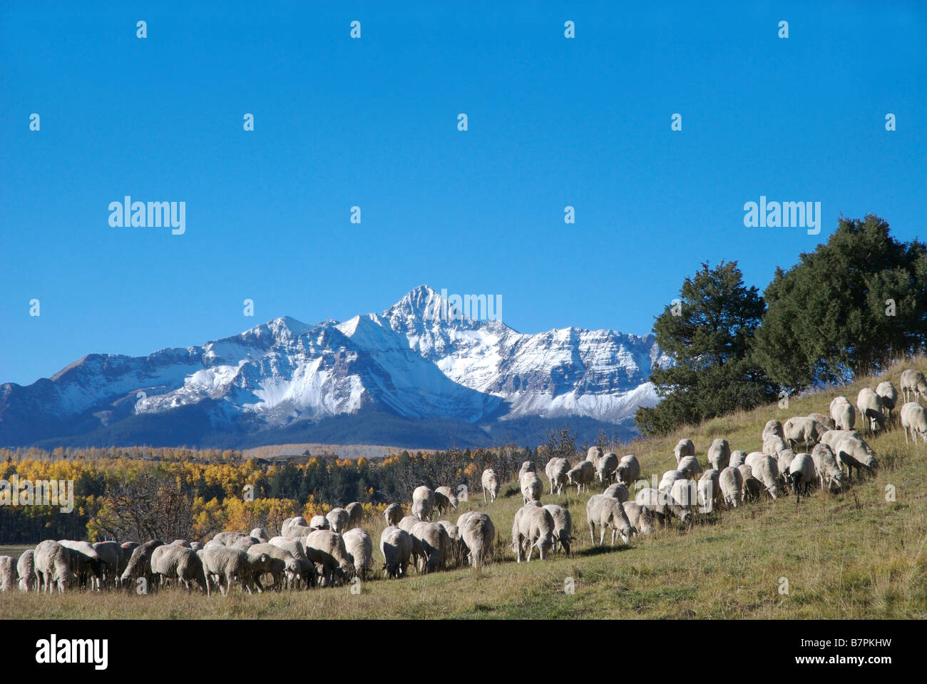 a herd of sheep in the fall with mount wilson in the background near ...