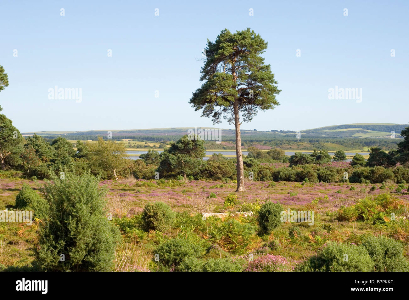 Heath habitat hi-res stock photography and images - Alamy