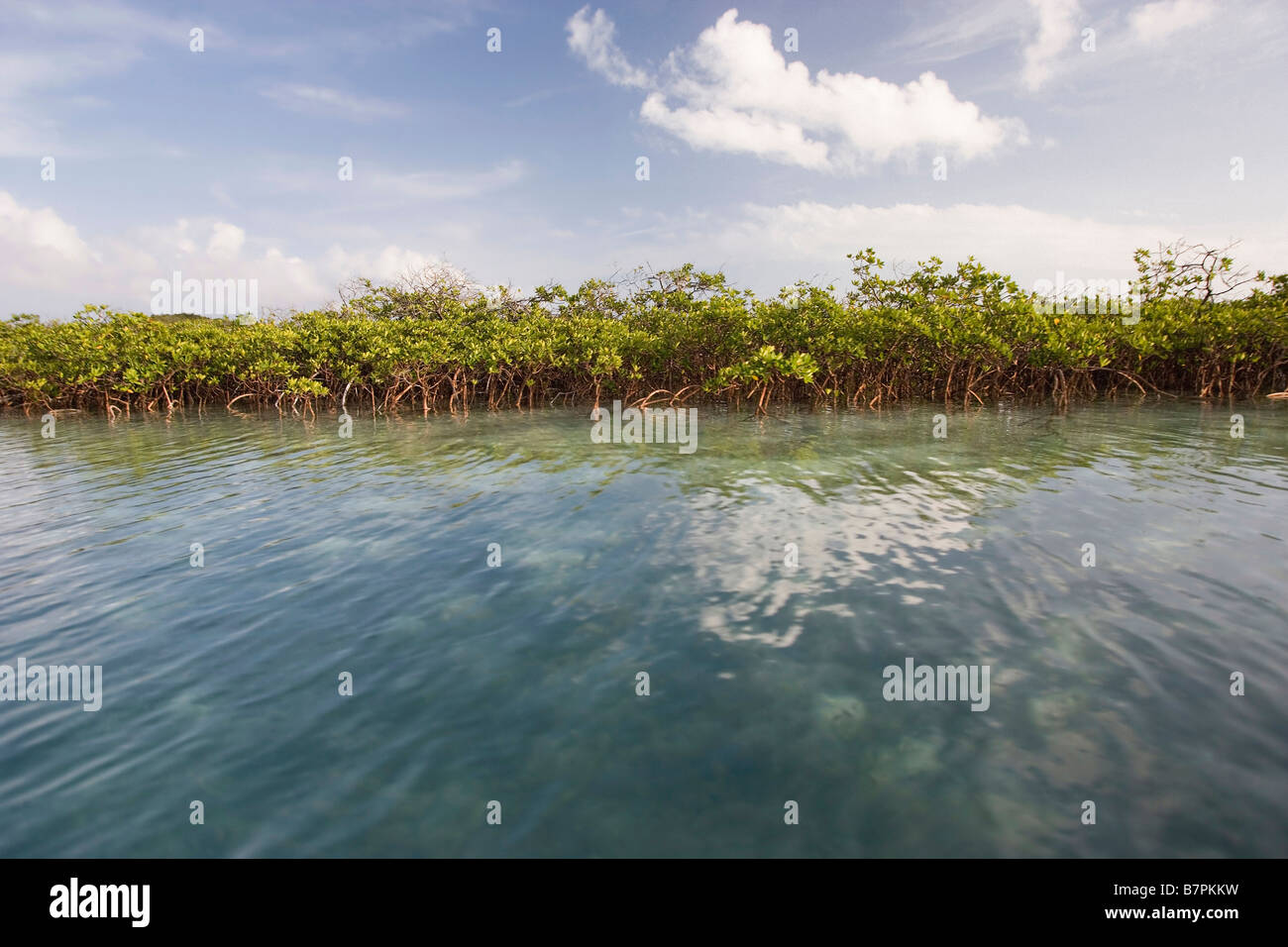 Mangroves Bahamas Land Sea Park Shroud Key Stock Photo - Alamy