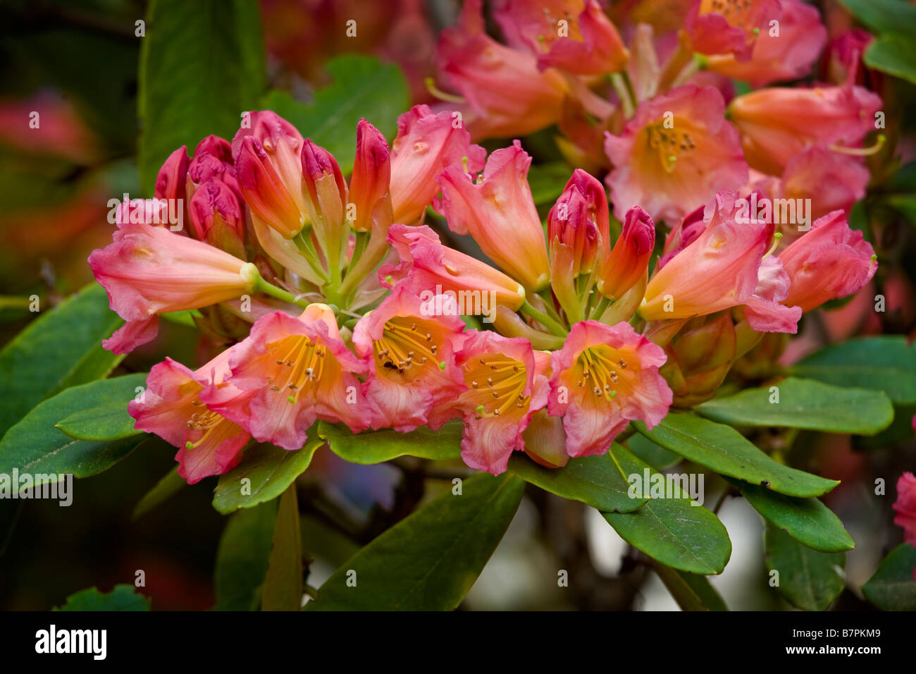 Rhododendron island hi-res stock photography and images - Alamy