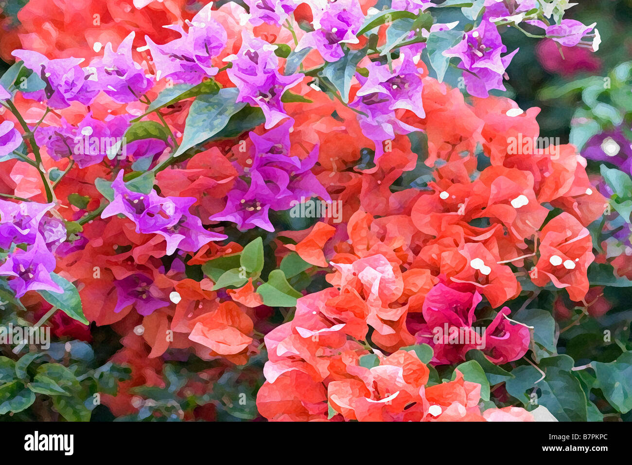 Bahamas flowers hi-res stock photography and images - Alamy