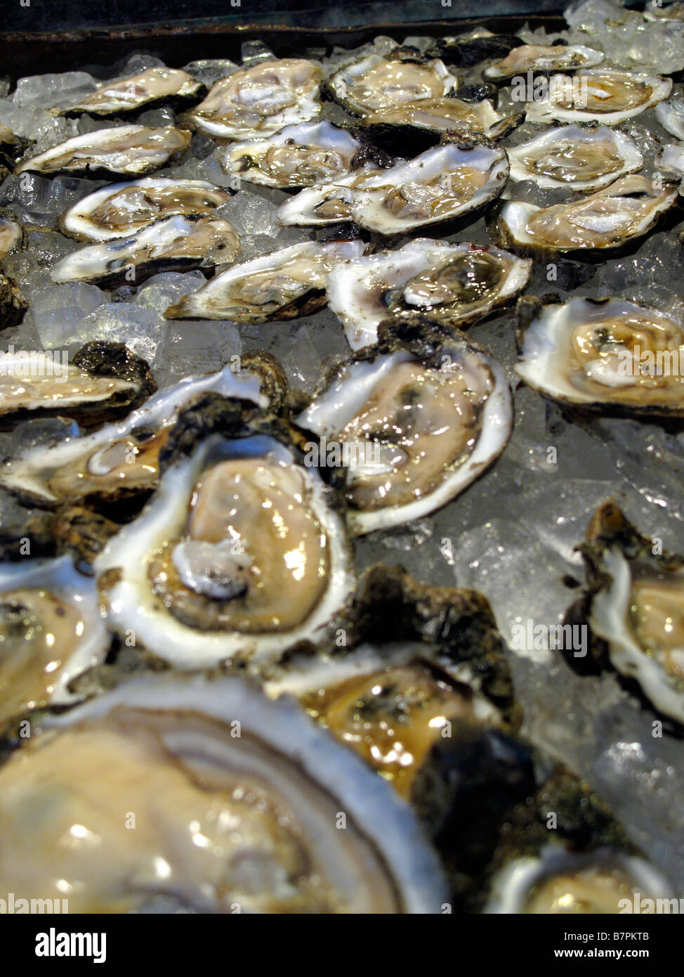 Oysters on the half shell Stock Photo - Alamy