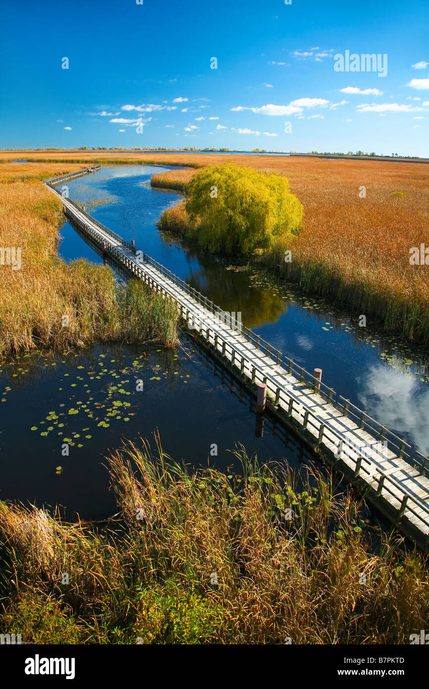 Point Pelee boardwalk in fall Stock Photo - Alamy