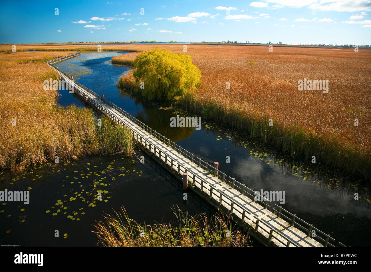 Point Pelee boardwalk in fall Stock Photo - Alamy