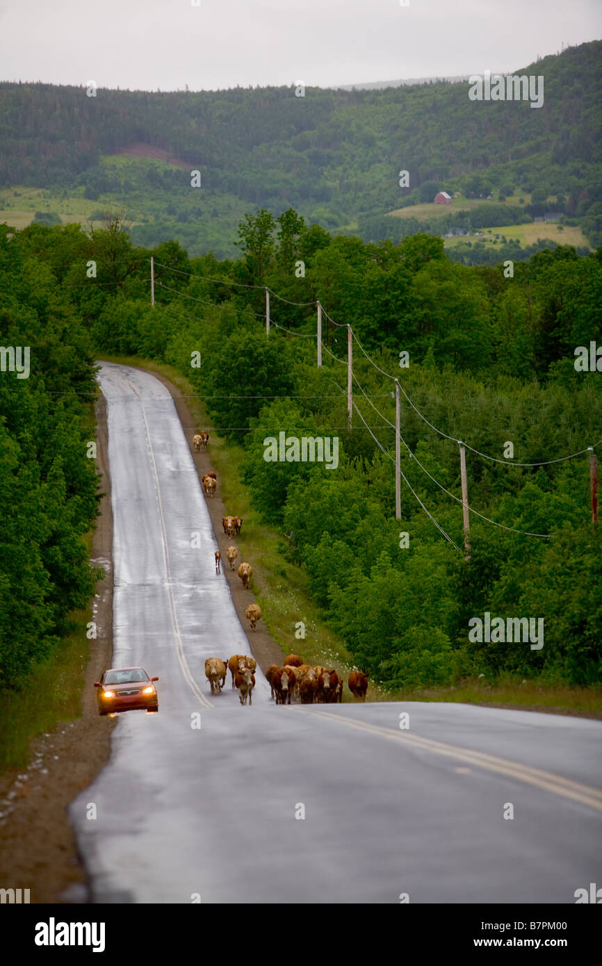 Cattle Run Stock Photos & Cattle Run Stock Images - Alamy