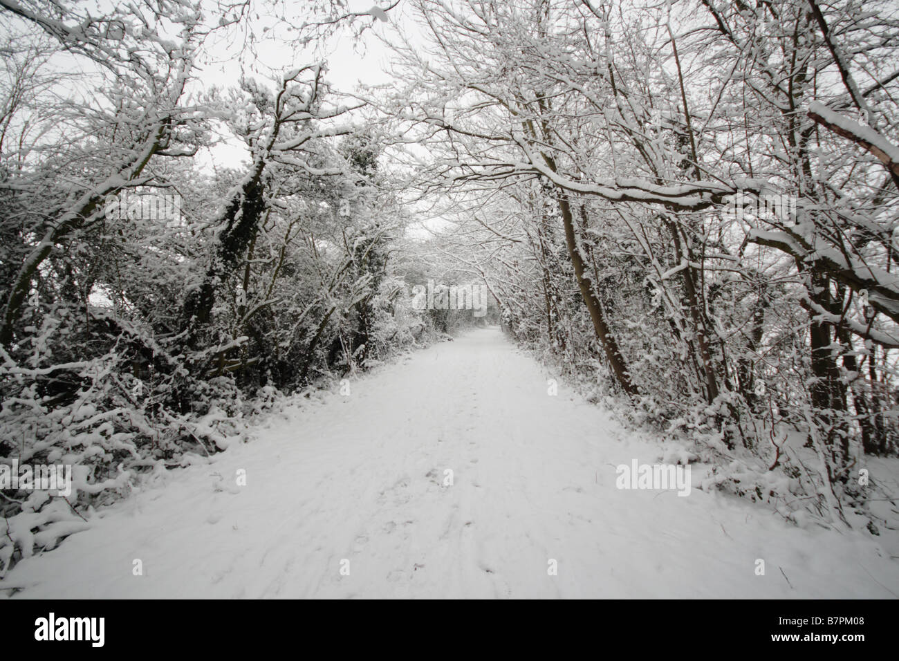 Tree lined path snow hi-res stock photography and images - Alamy