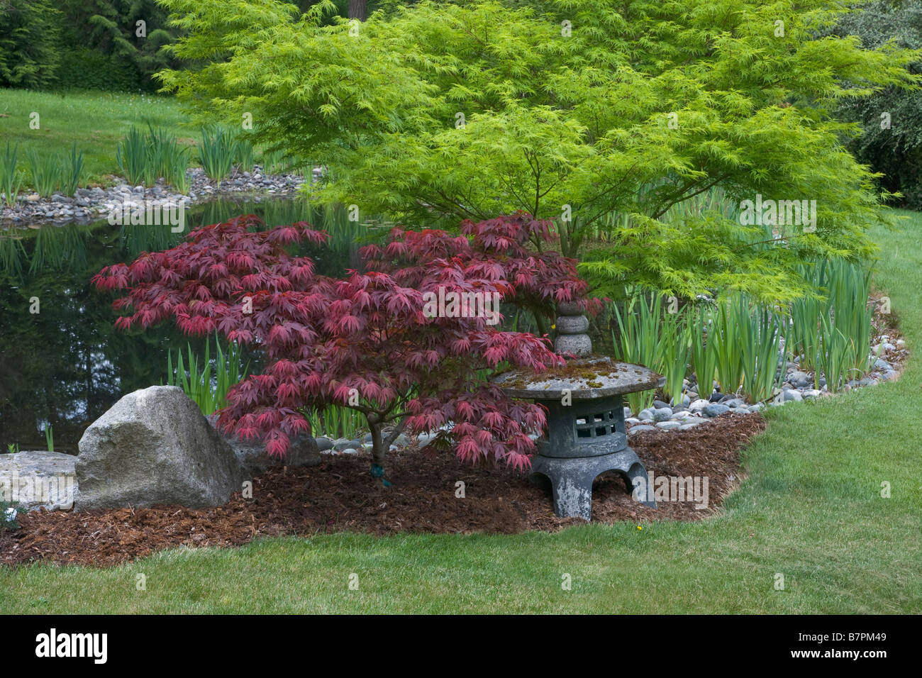 Japanese maples hi-res stock photography and images - Alamy