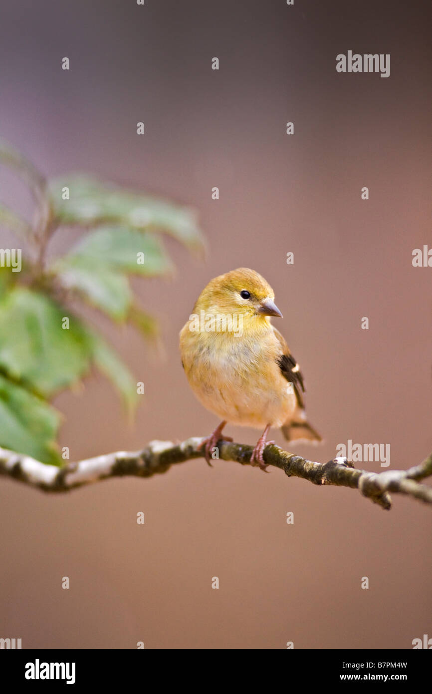American holly bird hi-res stock photography and images - Alamy
