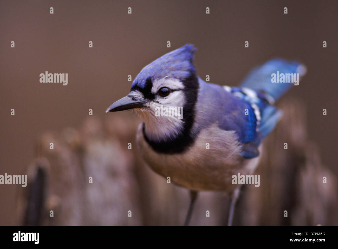 Blue Jay on top of an old stump Stock Photo - Alamy