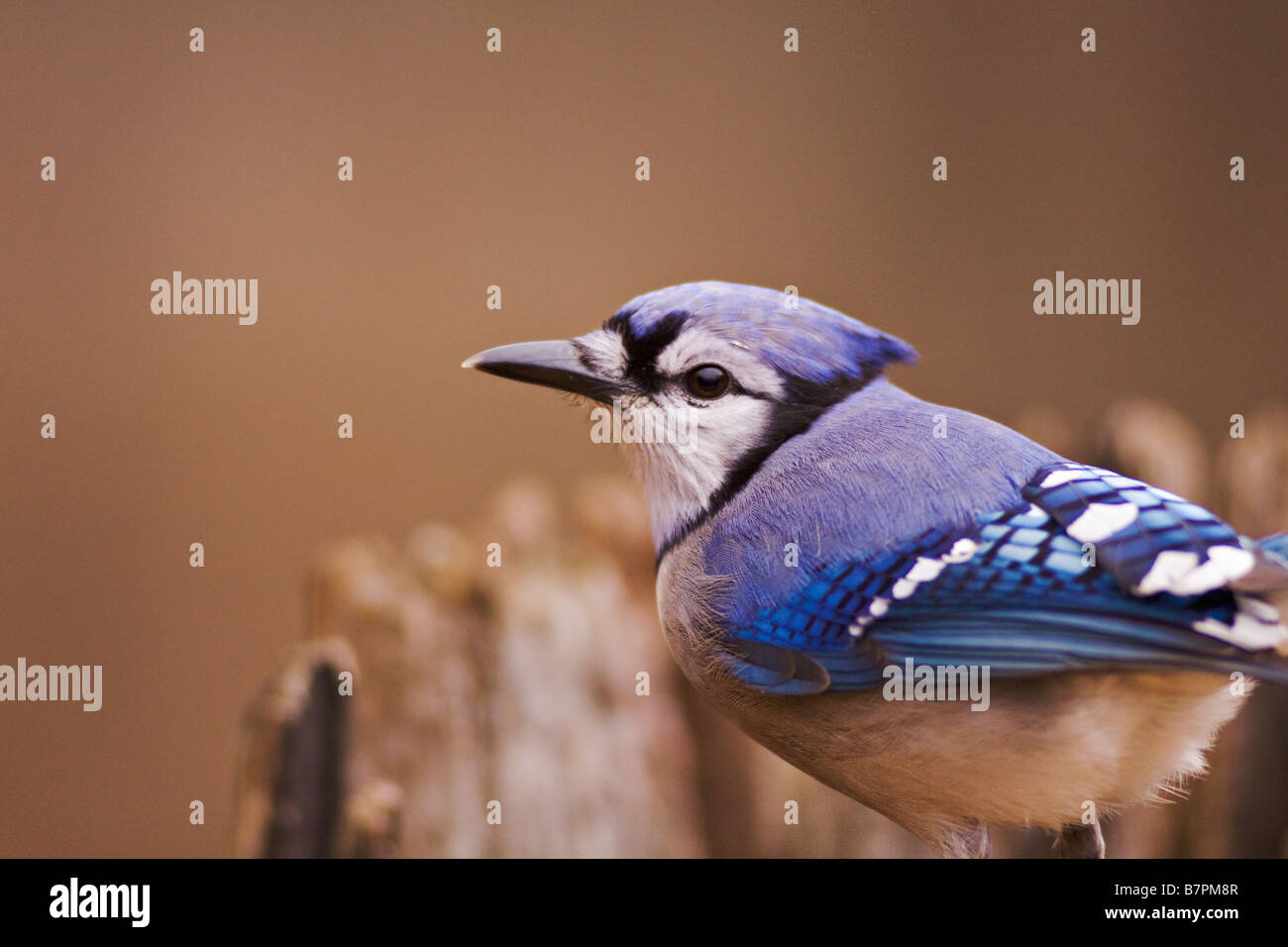 Blue Jay on top of an old stump Stock Photo - Alamy