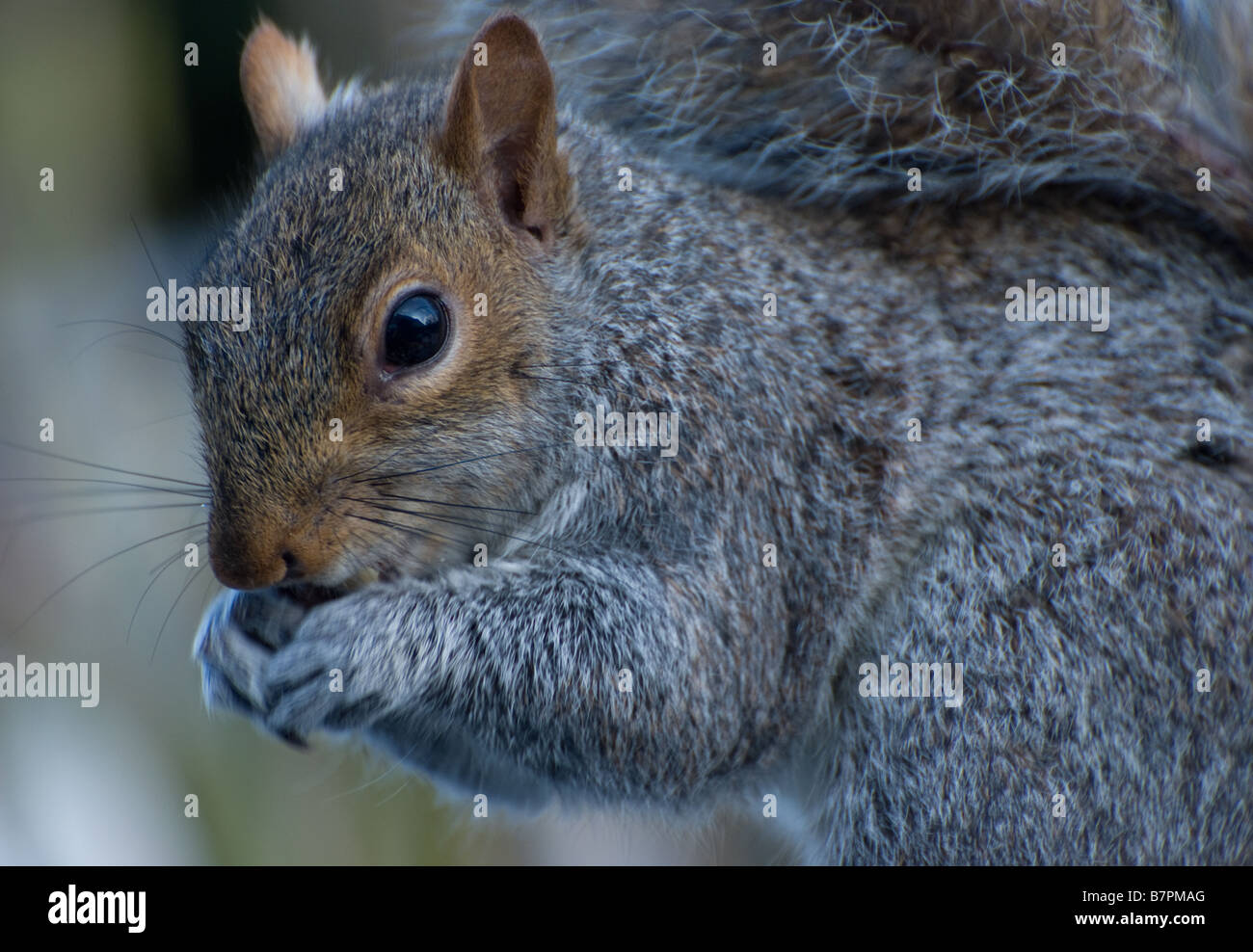 a grey squirrel Stock Photo - Alamy