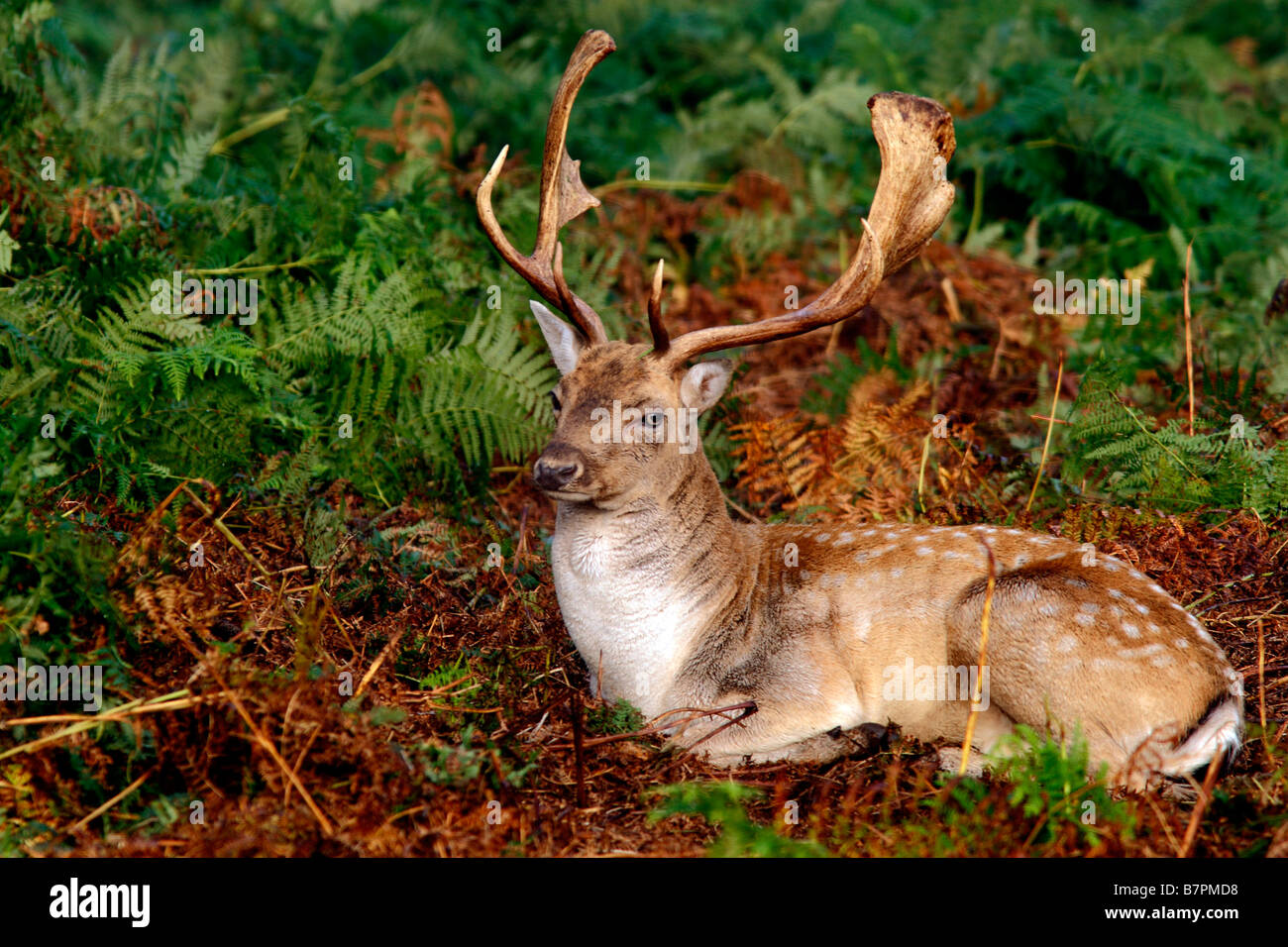 Menil fallow deer hi-res stock photography and images - Alamy