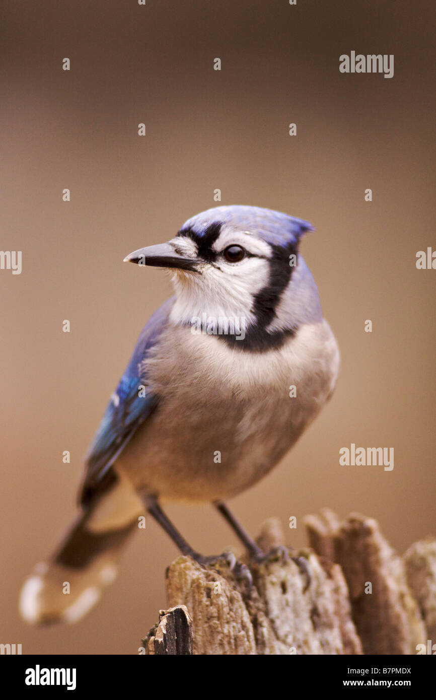 Blue Jay on top of an old stump Stock Photo - Alamy
