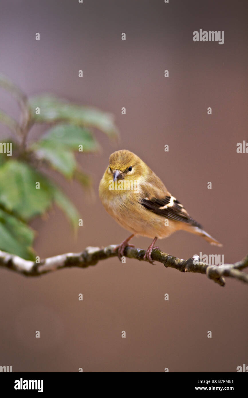 American goldfinch carduelis hi-res stock photography and images - Alamy
