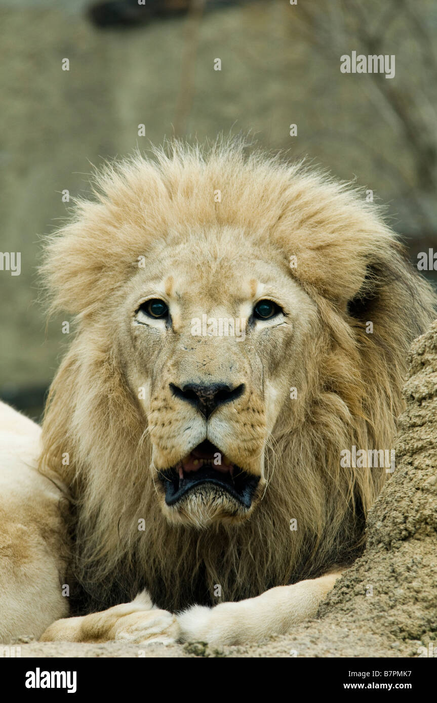 A beautiful Lion Stock Photo - Alamy