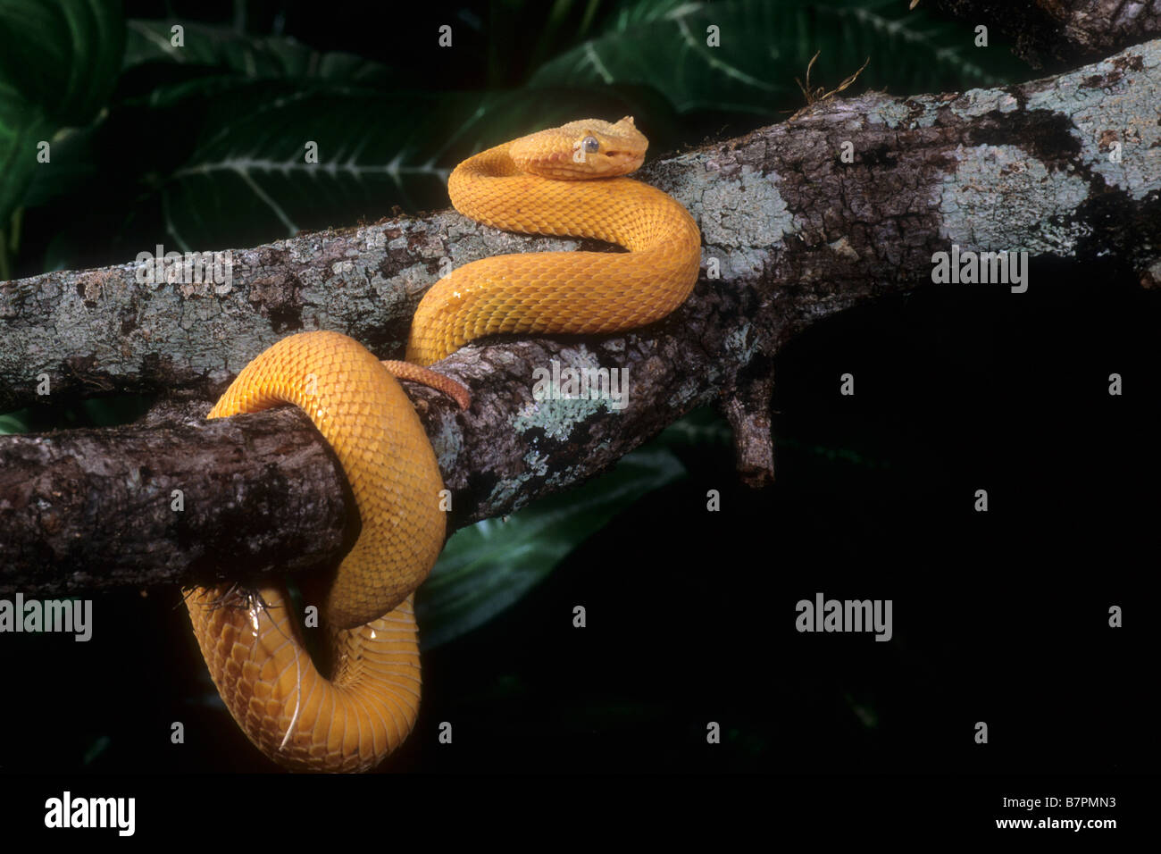 Yellow Eyelash Viper (Bothriechis schlegalii Stock Photo - Alamy