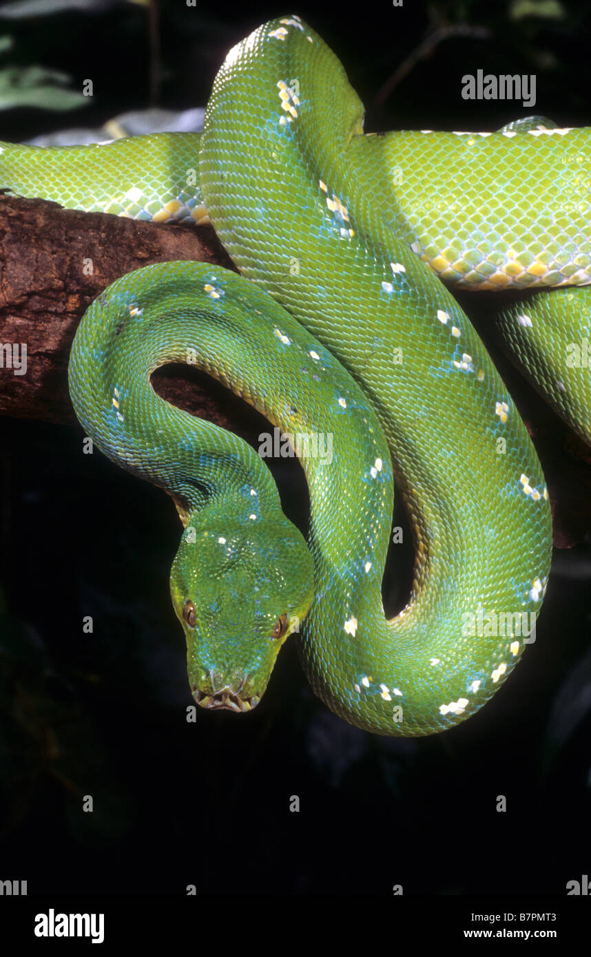 Green Tree Python (Morelia (Chondrophython) viridis Stock Photo - Alamy