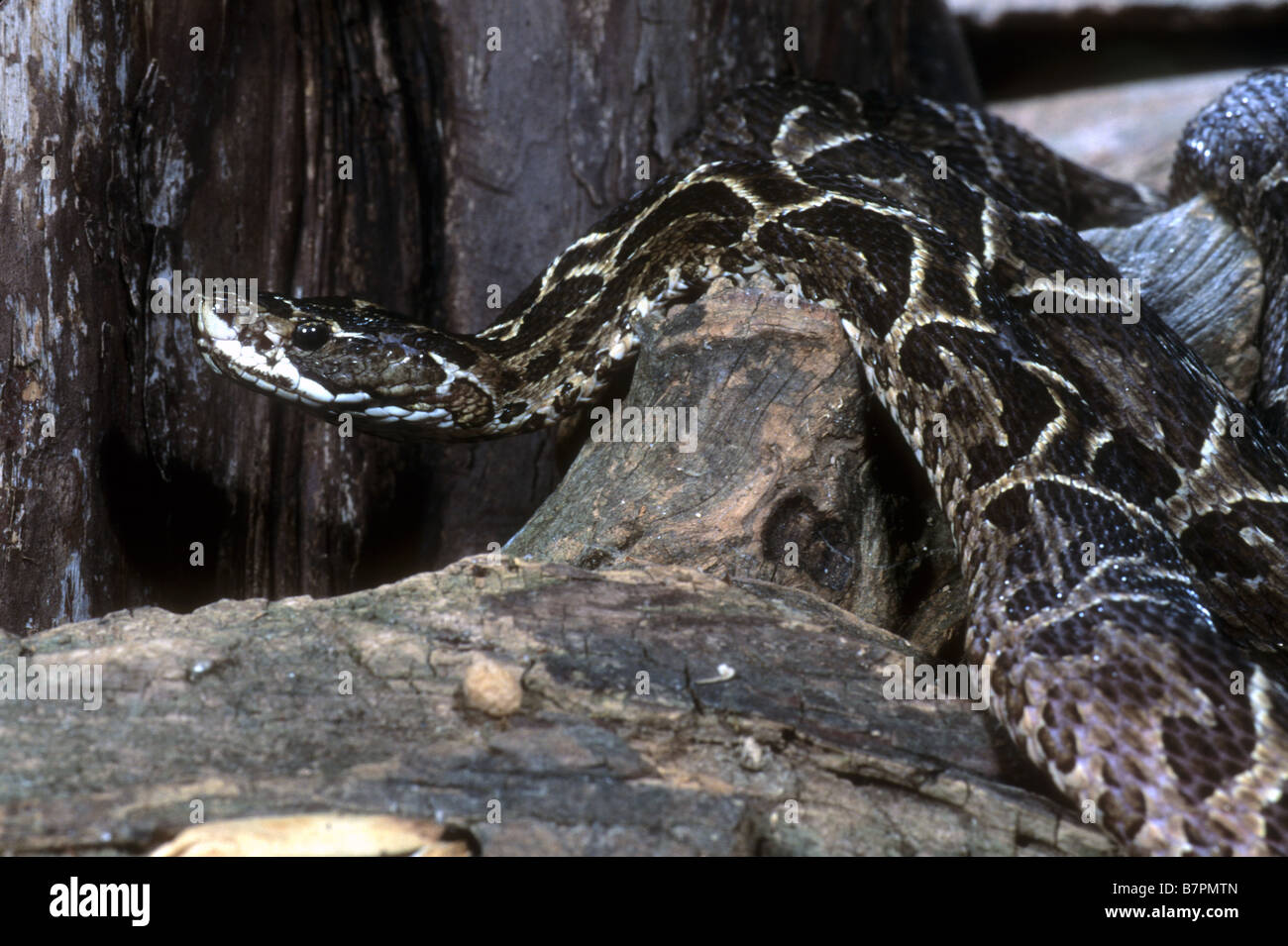 Urutu Bothrops alternatus Stock Photo - Alamy