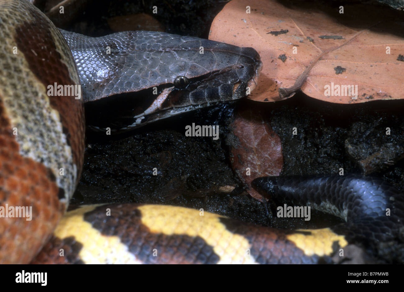 Blood python python curtus hi-res stock photography and images - Alamy