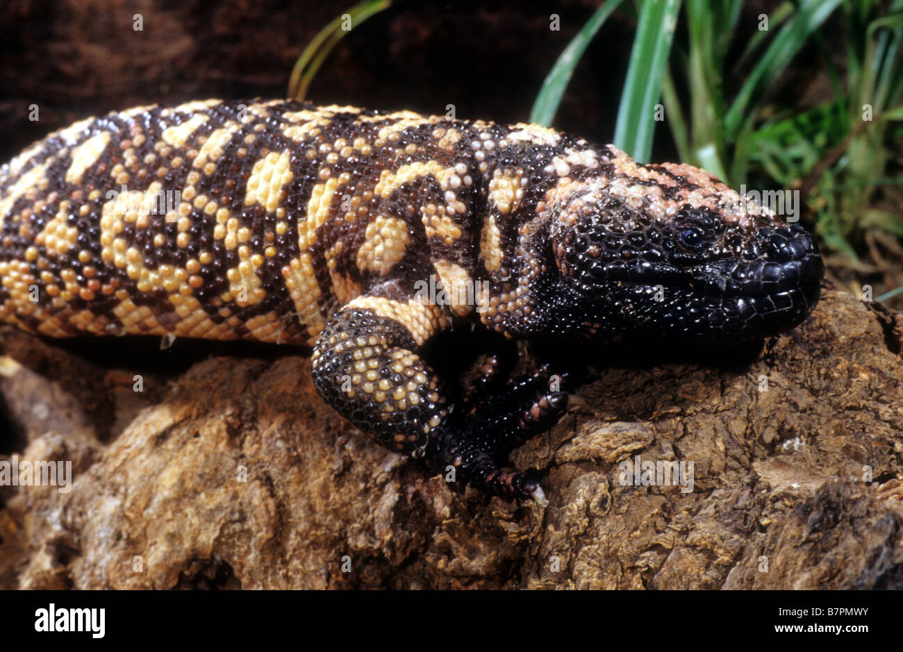 Gila Monster (Heloderma suspectum Stock Photo - Alamy