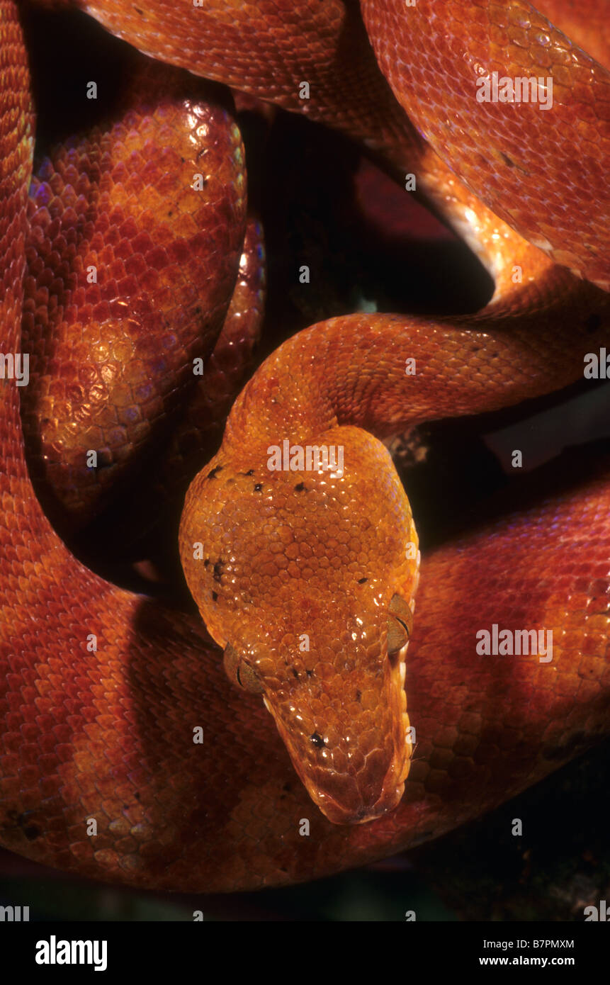 Amazon tree boa corallus enydris hi-res stock photography and images ...