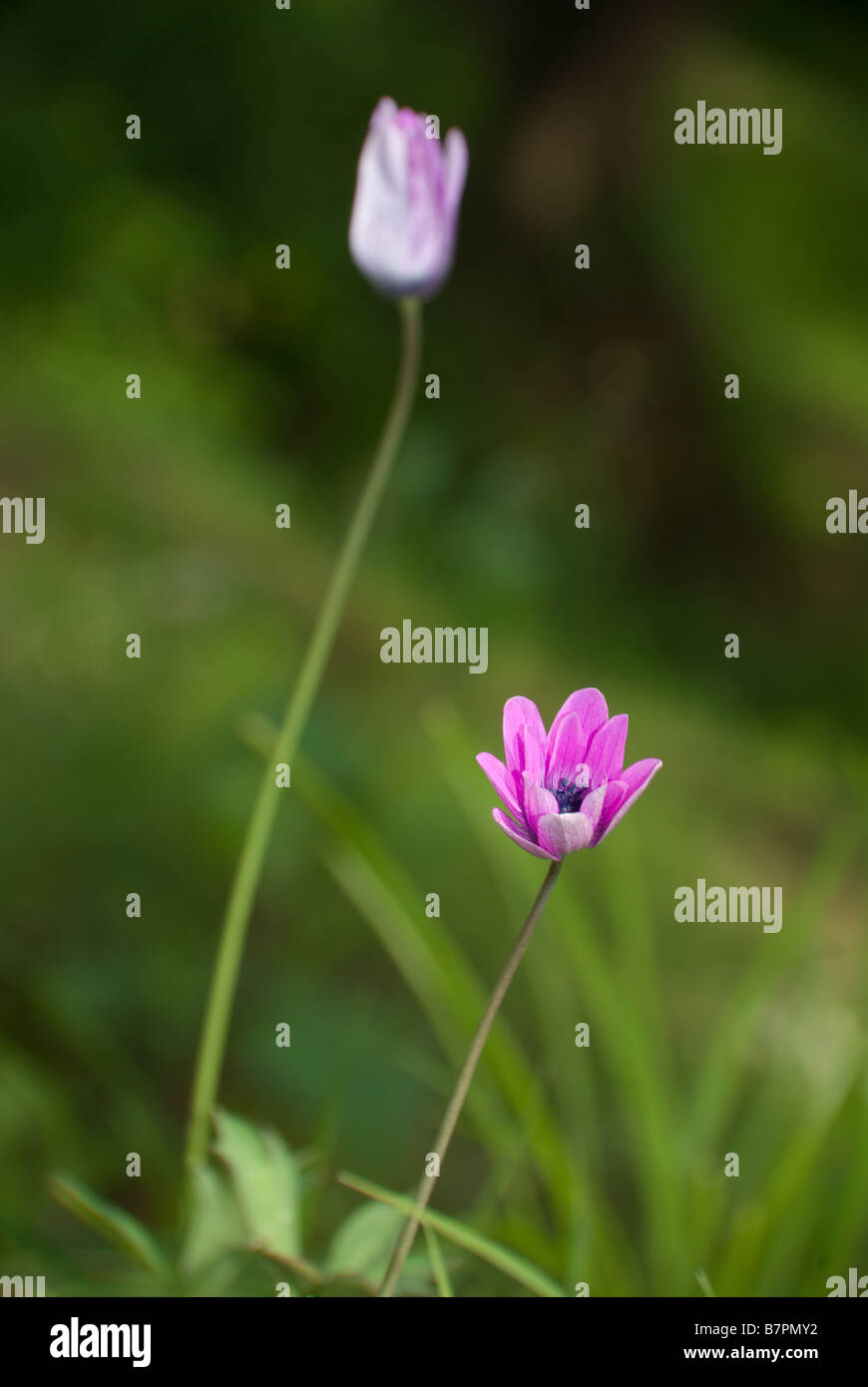 Italian wild flowers hi-res stock photography and images - Alamy