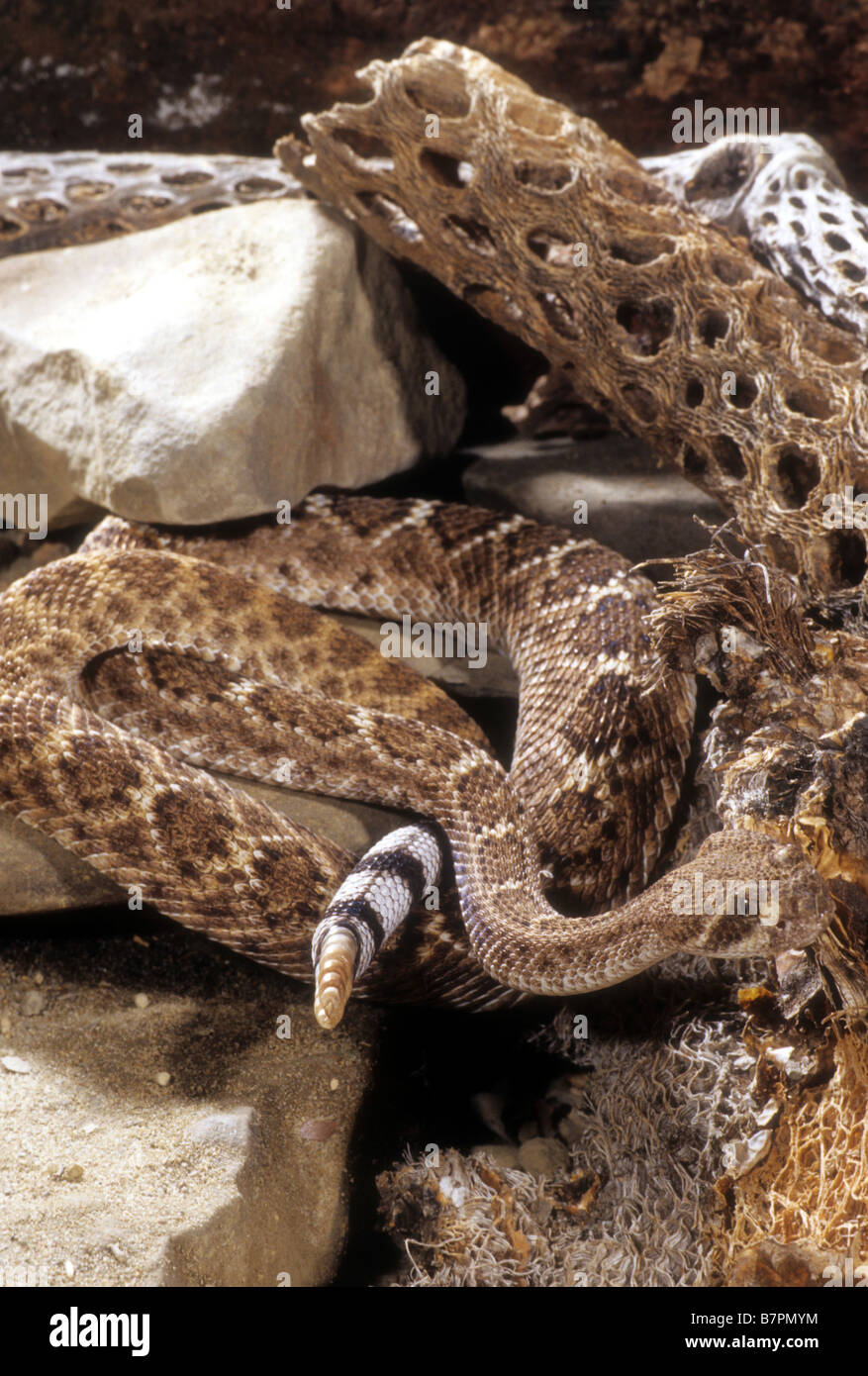 Western Diamondback (Crotalus atrox Stock Photo - Alamy