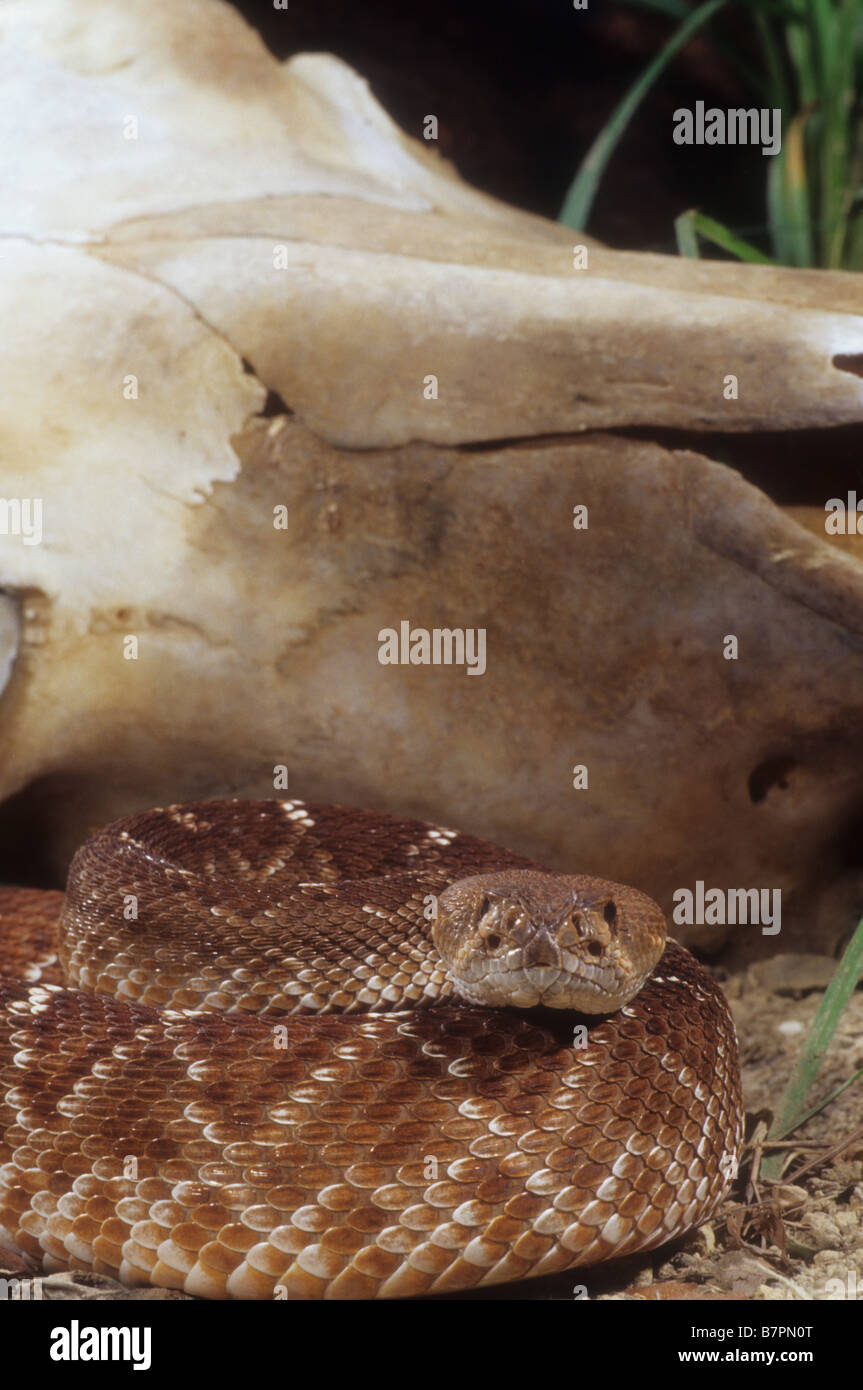 Red Rattlesnake (Crotalus ruber Stock Photo - Alamy