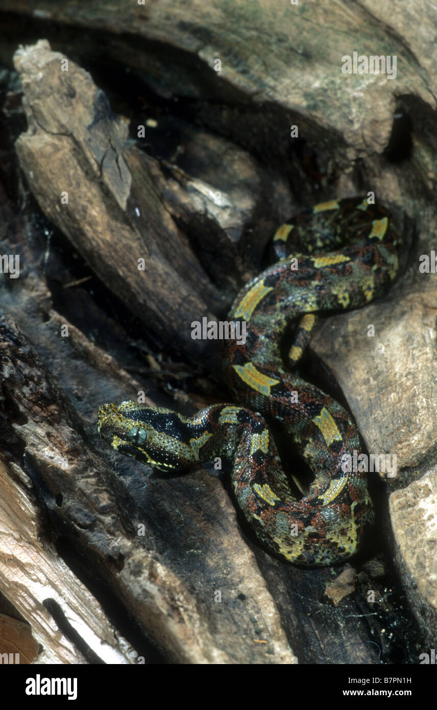 Rhinoceros viper (bitis nasicornis) hi-res stock photography and images ...