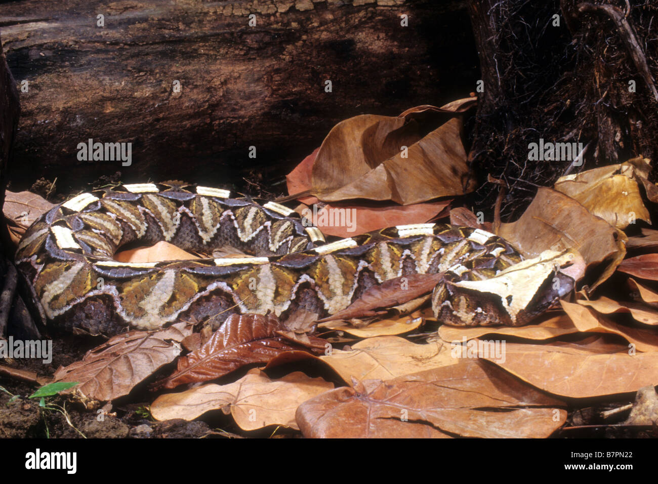 Gabon Viper (Bitis gabonica Stock Photo - Alamy