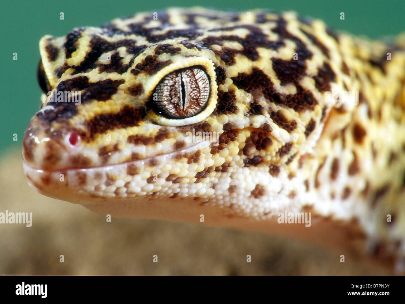 Eublepharis macularis hi-res stock photography and images - Alamy