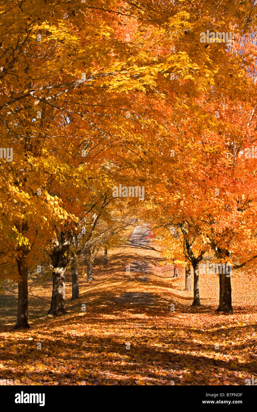 Fall tree lined road hi-res stock photography and images - Alamy