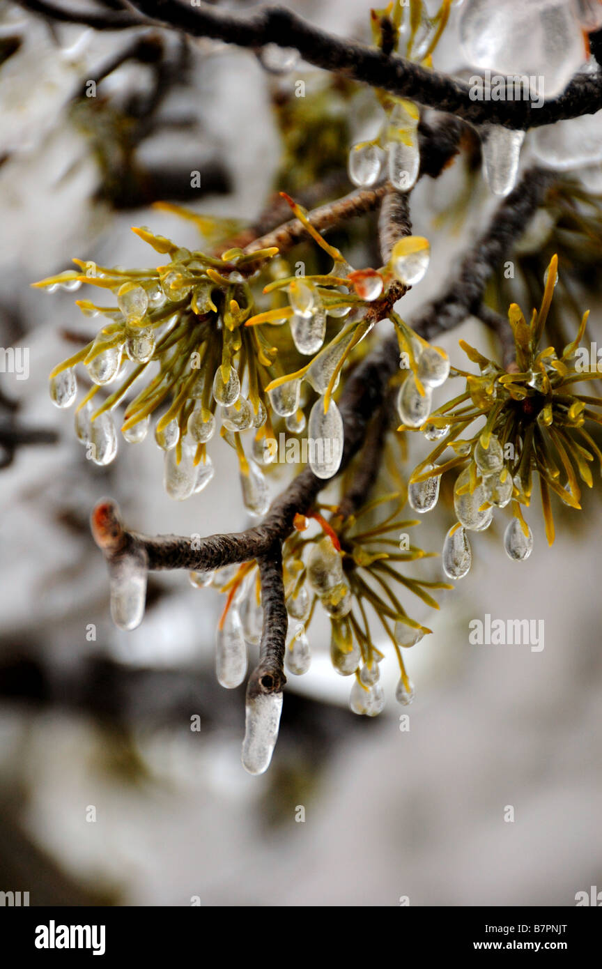 Icy pine needles. The Yellowstone National Park, Wyoming, USA Stock ...