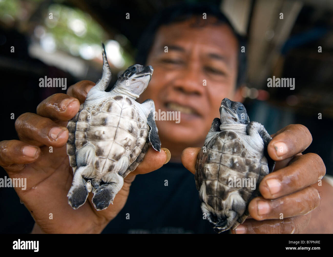 Locals rescued these baby turtles from a nest among the fishing boats ...