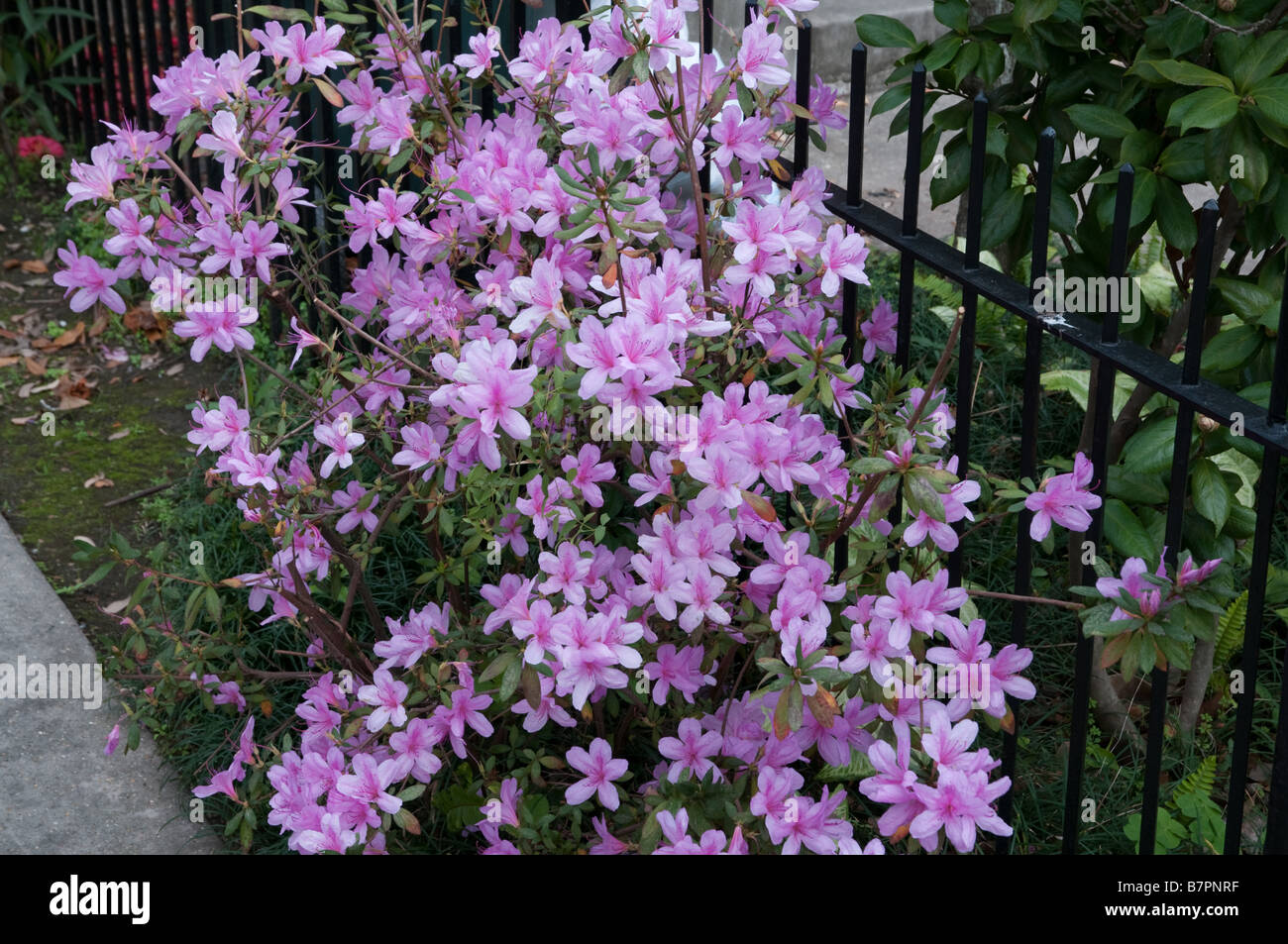 Fuschia Azalea Blossoms Stock Photo - Alamy