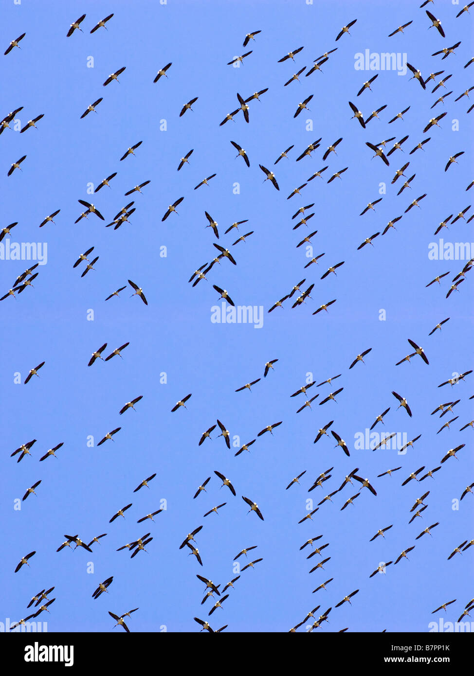 Flock of australian birds hi-res stock photography and images - Alamy