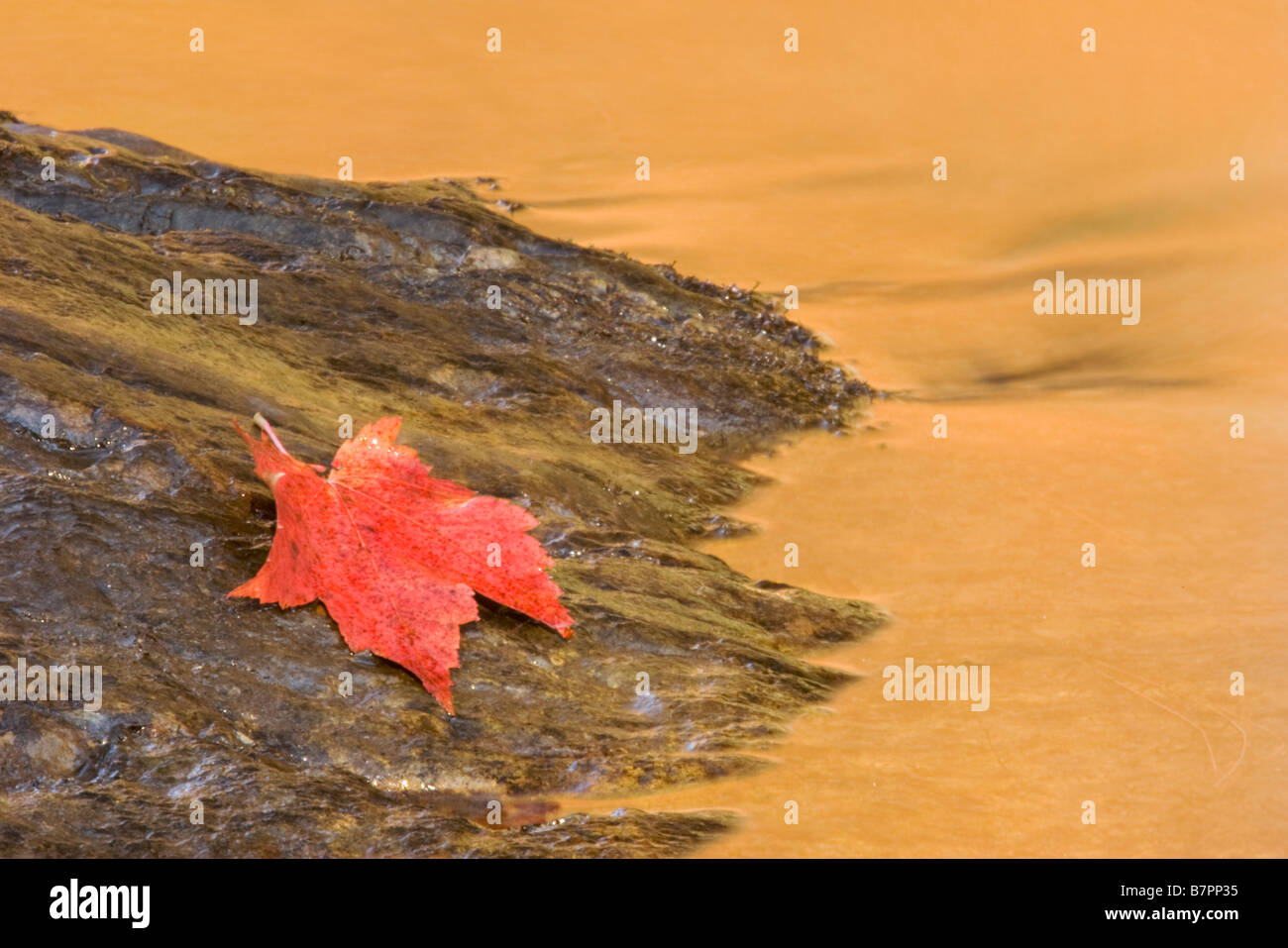 A fallen leaf on the edge of a rock the water flowing by is golden from ...
