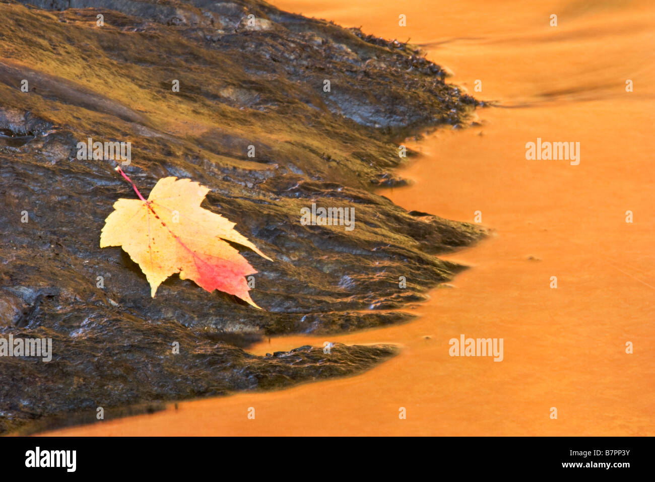 A fallen leaf on the edge of a rock the water flowing by is golden from ...