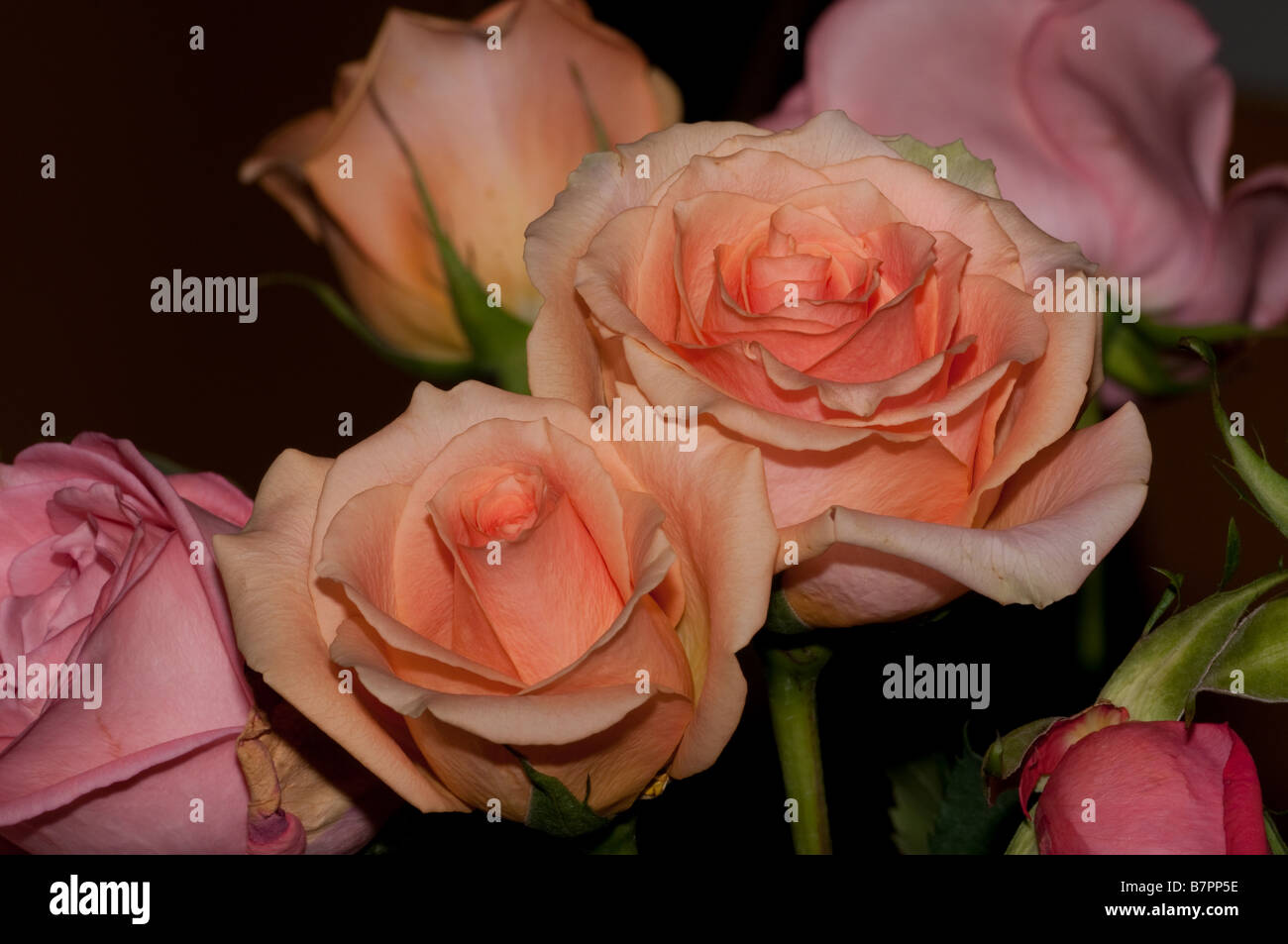 Orange and pink roses Stock Photo - Alamy