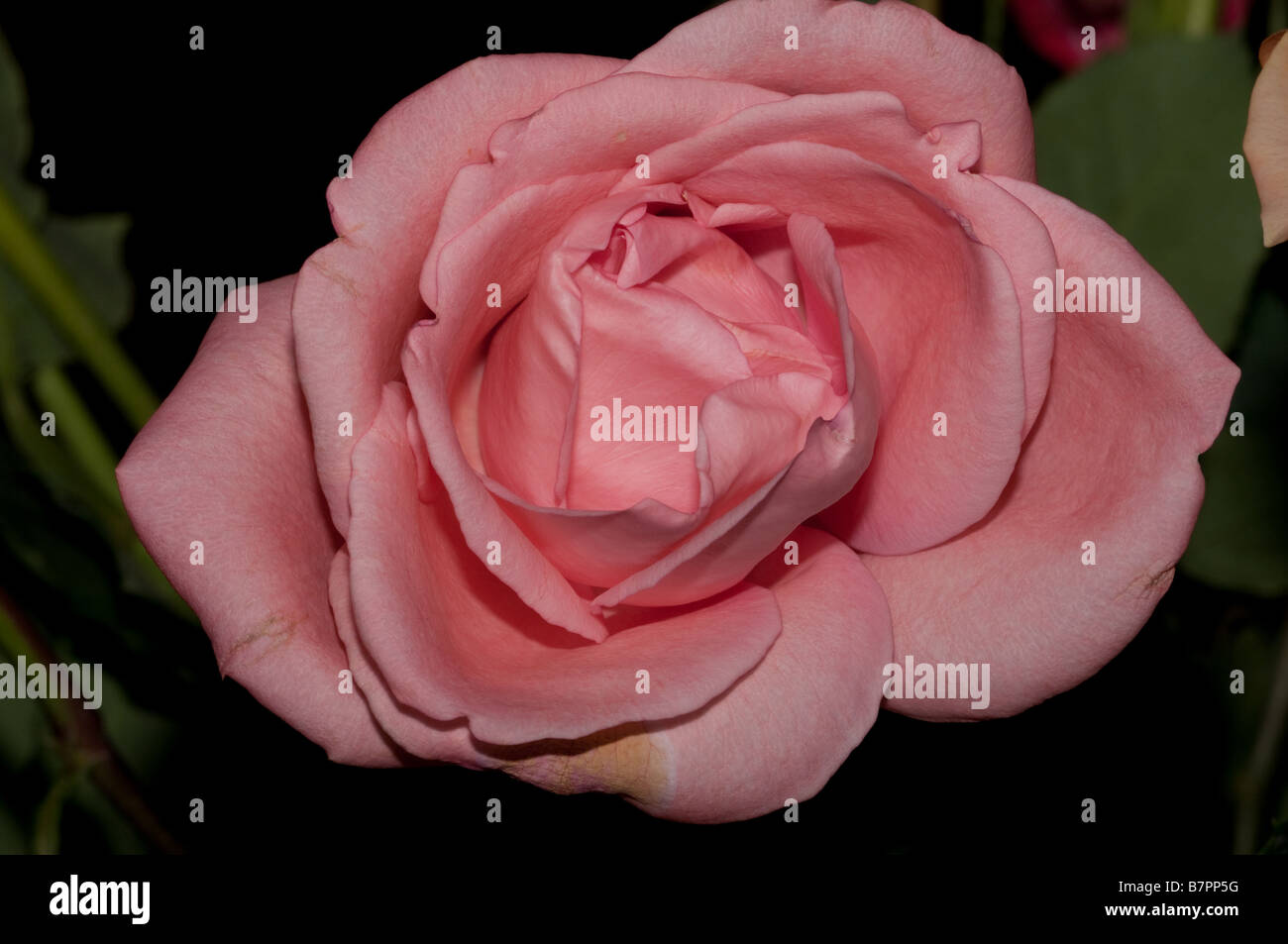 D300 hi-res stock photography and images - Alamy