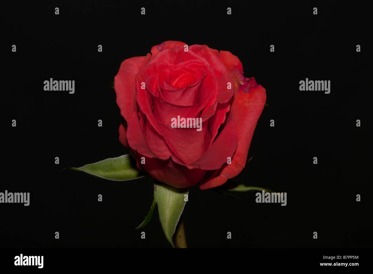 Sigma red hi-res stock photography and images - Alamy