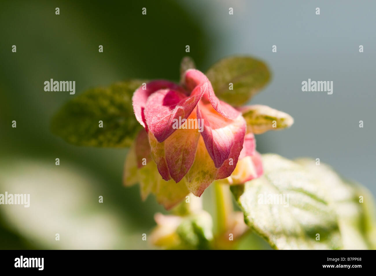 Shrimp plant pink hi-res stock photography and images - Alamy
