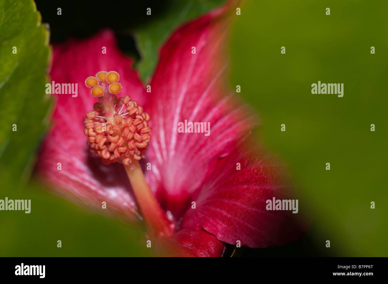 Hidden Hibiscus Blossom Stock Photo - Alamy