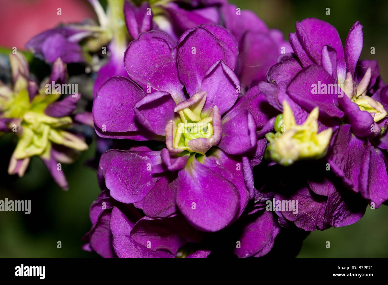 Bright purple blossoms Stock Photo - Alamy