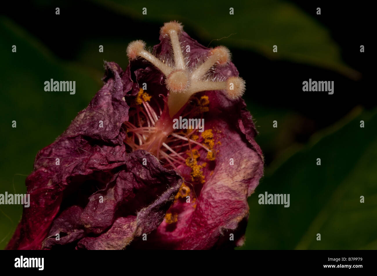 Death of a hibiscus blossom Stock Photo - Alamy