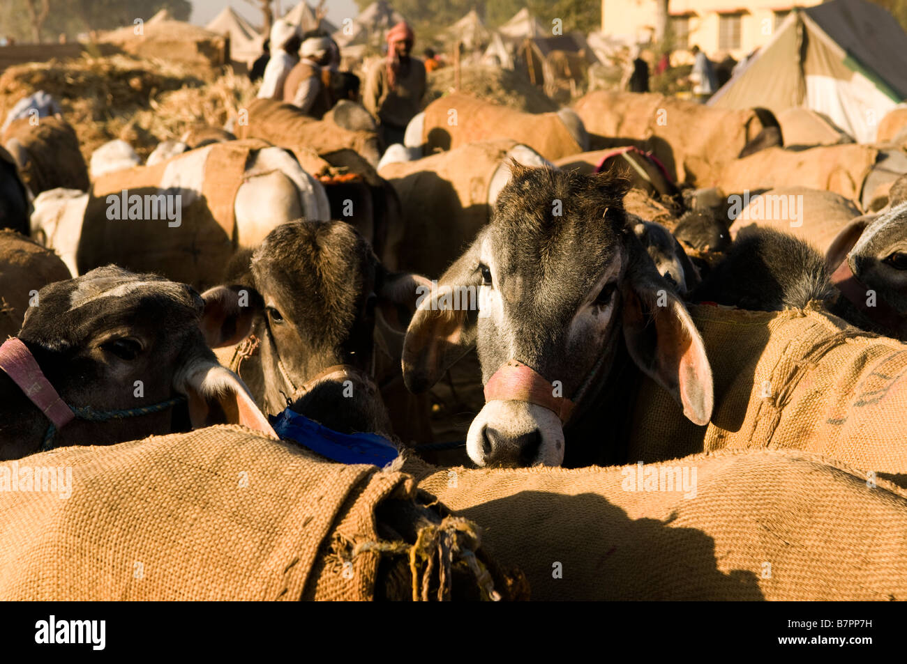 Nagaur hi-res stock photography and images - Alamy