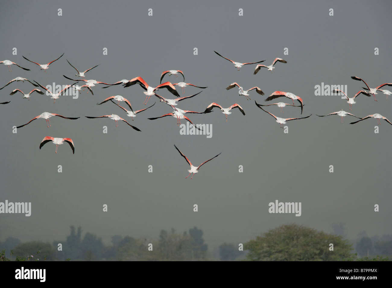 Flock flamingos wading in shallow hi-res stock photography and images ...