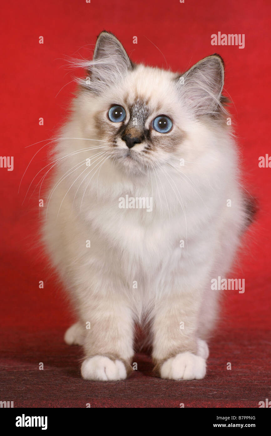 sacred cat of burma kitten - standing Stock Photo - Alamy