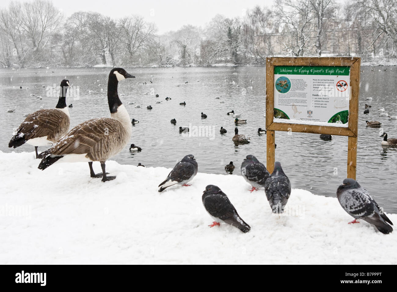 Wildlife In Epping Forest High Resolution Stock Photography and Images ...